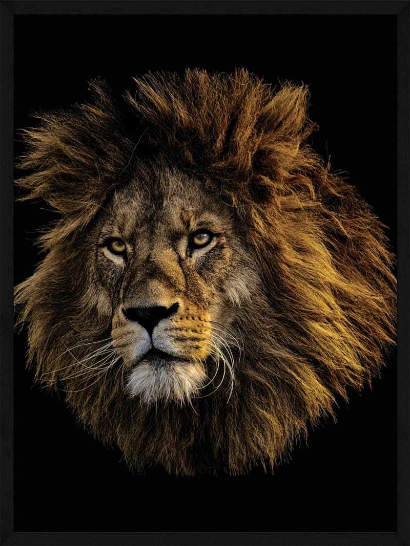 Plakater med Dyr | Stort Udvalg af Flotte Dyreplakater Her