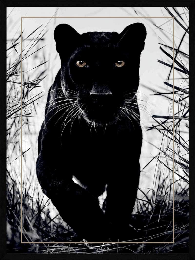 Plakater med Dyr | Stort Udvalg af Flotte Dyreplakater Her